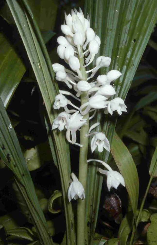The Flora of Samoa Home